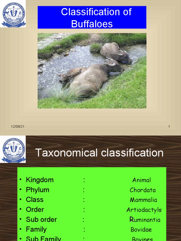Buffalo Classification and Breeds Overview | PDF | Livestock | Mammals
