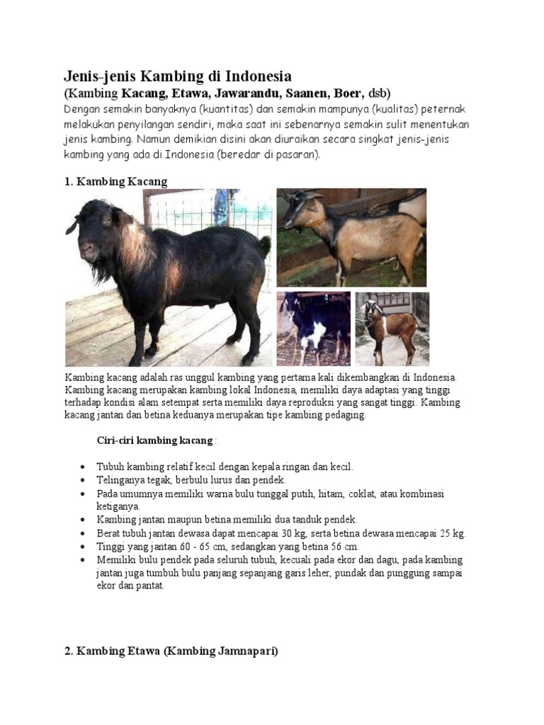 Jenis Jenis Kambing Di Indonesia | PDF