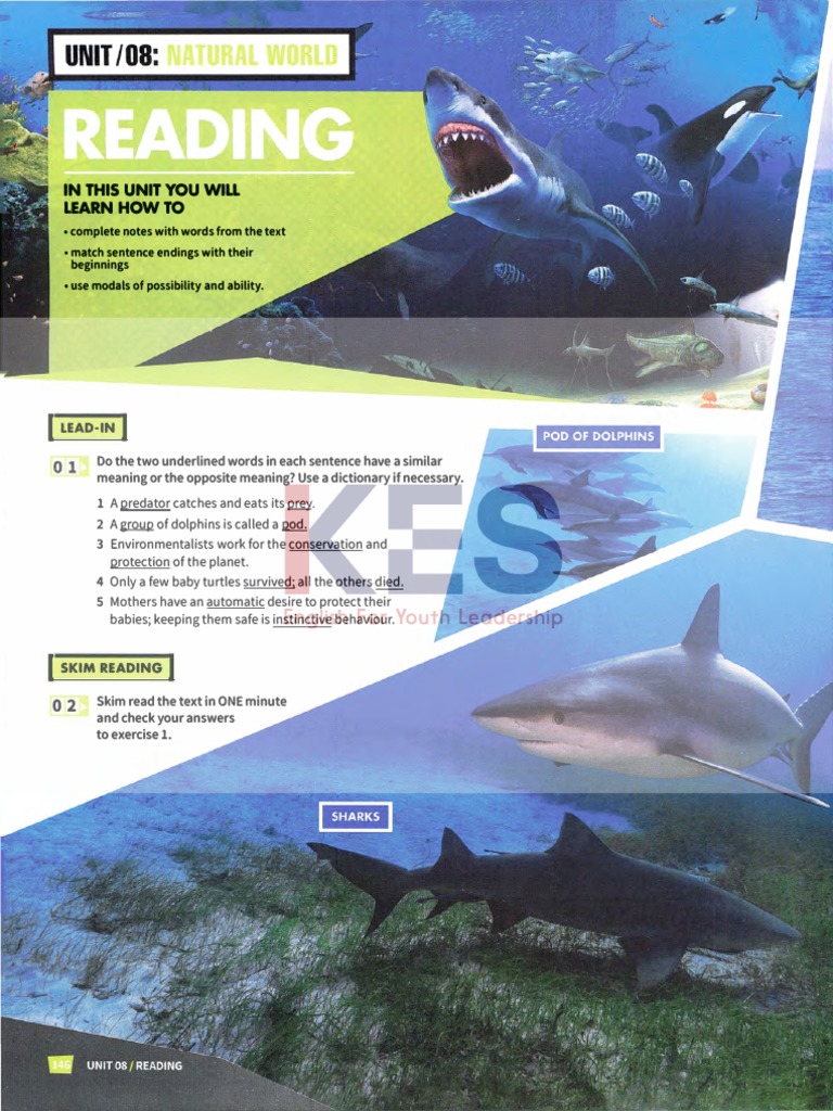 Dolphins: Protectors of Humans | PDF | Dolphin | Whales