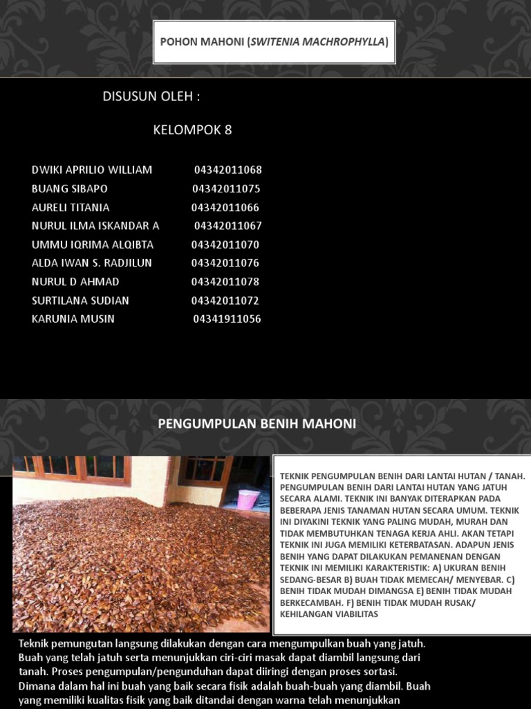 Teknik Pengumpulan dan Penyimpanan Biji Mahoni | PDF | Sains & Matematika