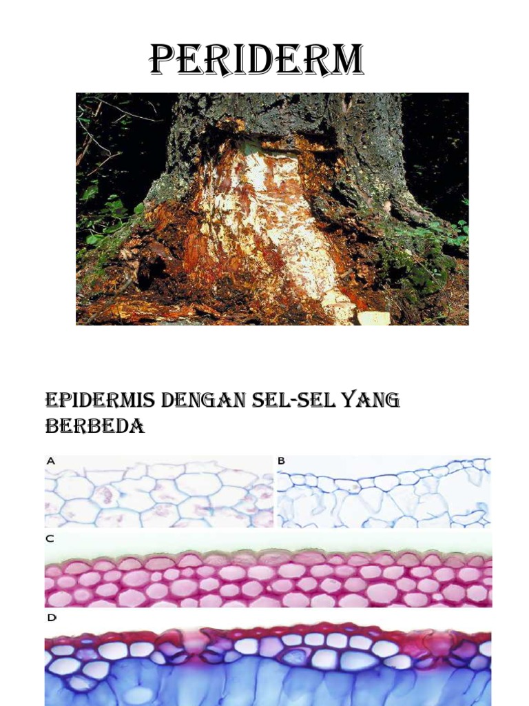 Periderm | PDF