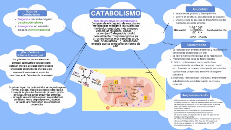 Catabolismo: Energía y Procesos Metabólicos | PDF | Respiración celular ...