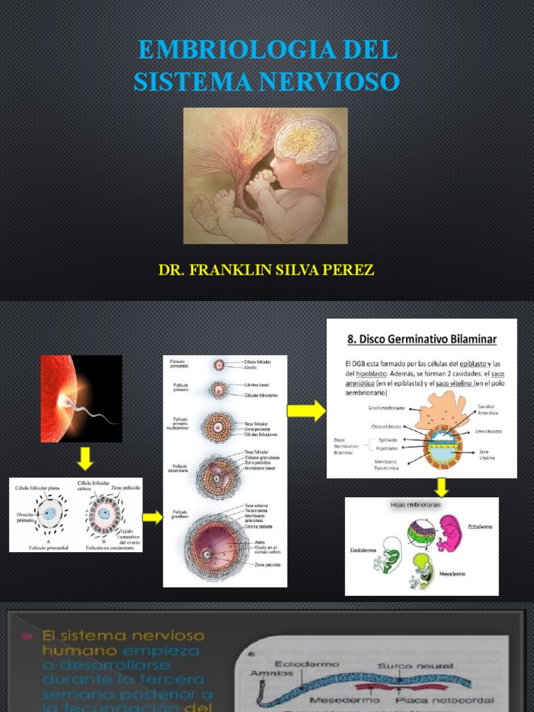 Embriologia Del Sistema Nervioso | PDF