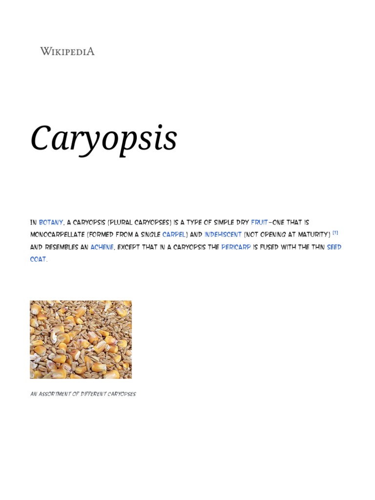 Caryopsis - Wikipedia | PDF | Botany | Plants