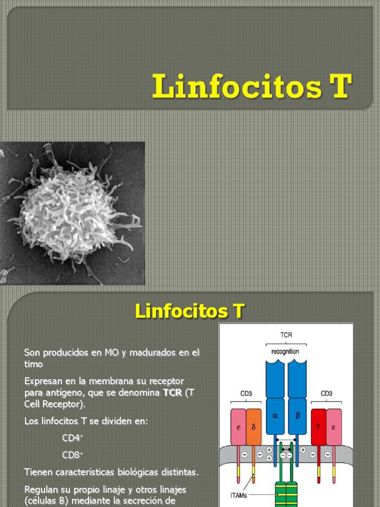 Linfocitos T: Tipos y Funciones Clave | PDF | Célula T | Citocina