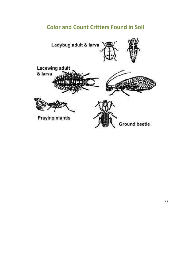 BUSD Compost Critters | PDF