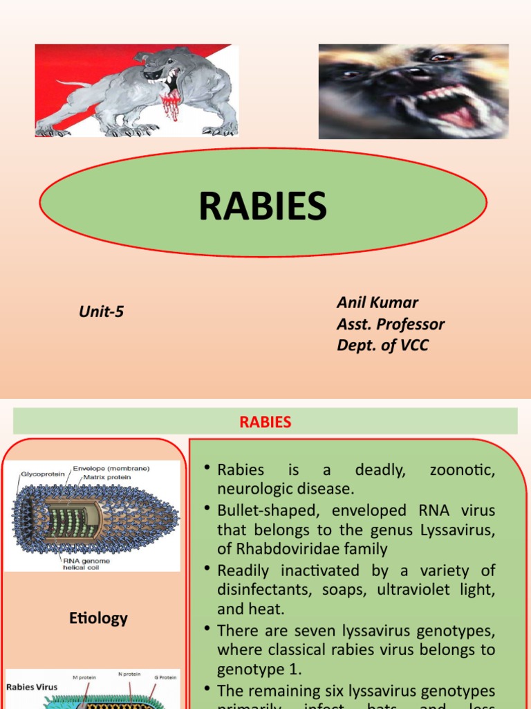 Rabies: Unit-5 Anil Kumar Asst. Professor Dept. of VCC | PDF | Rabies ...