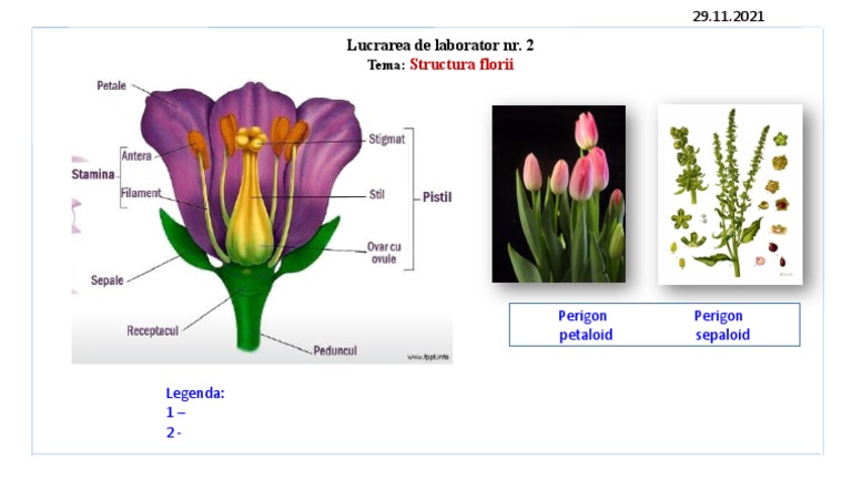 Structura Florii | PDF