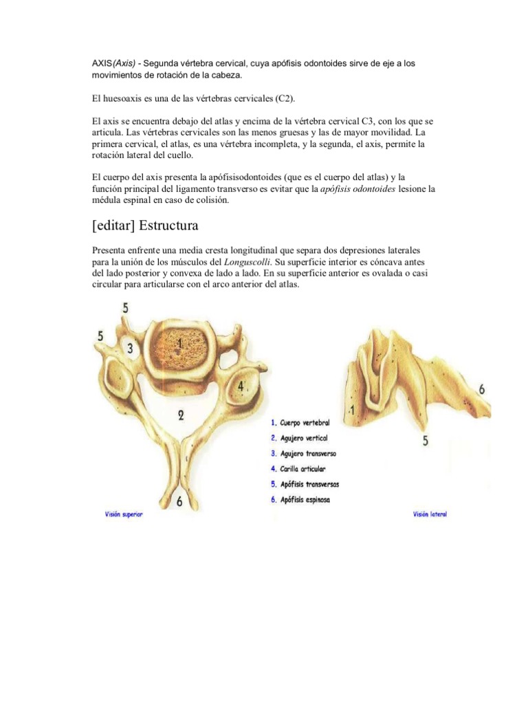 Anatomia Atlas Axis Torax | PDF | Anatomía humana | Sistema ...