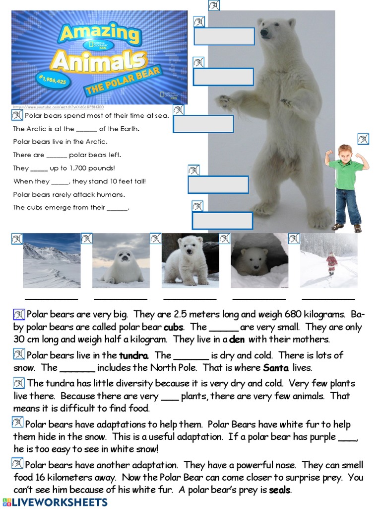 Adaptations that Help Polar Bears, Pandas, and Grizzlies Thrive in ...