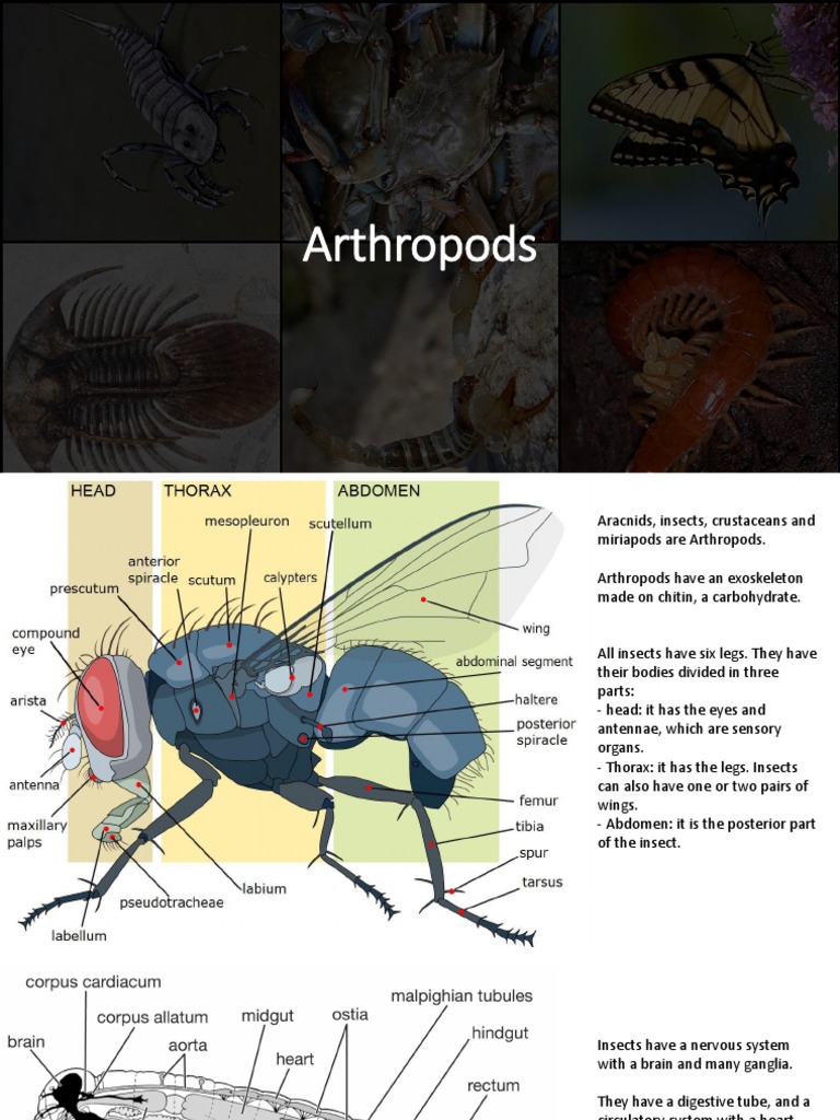 Arthropods | PDF | Insects | Arthropods