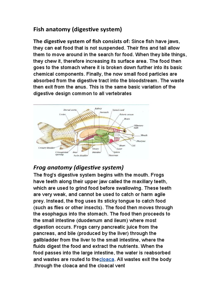 The Digestive System of Fish Consists of | PDF | Human Digestive System ...