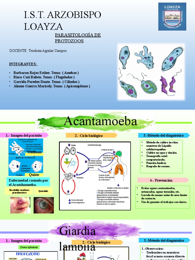 Exposicion de Ameba | PDF