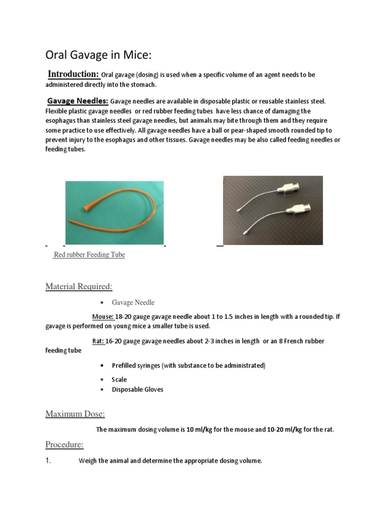 Oral Gavage Procedure in Mice | PDF | Esophagus | Medical Specialties