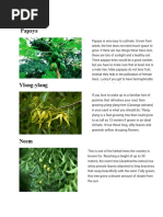 Non Bearing Fruit Trees | PDF | Trees | Botany
