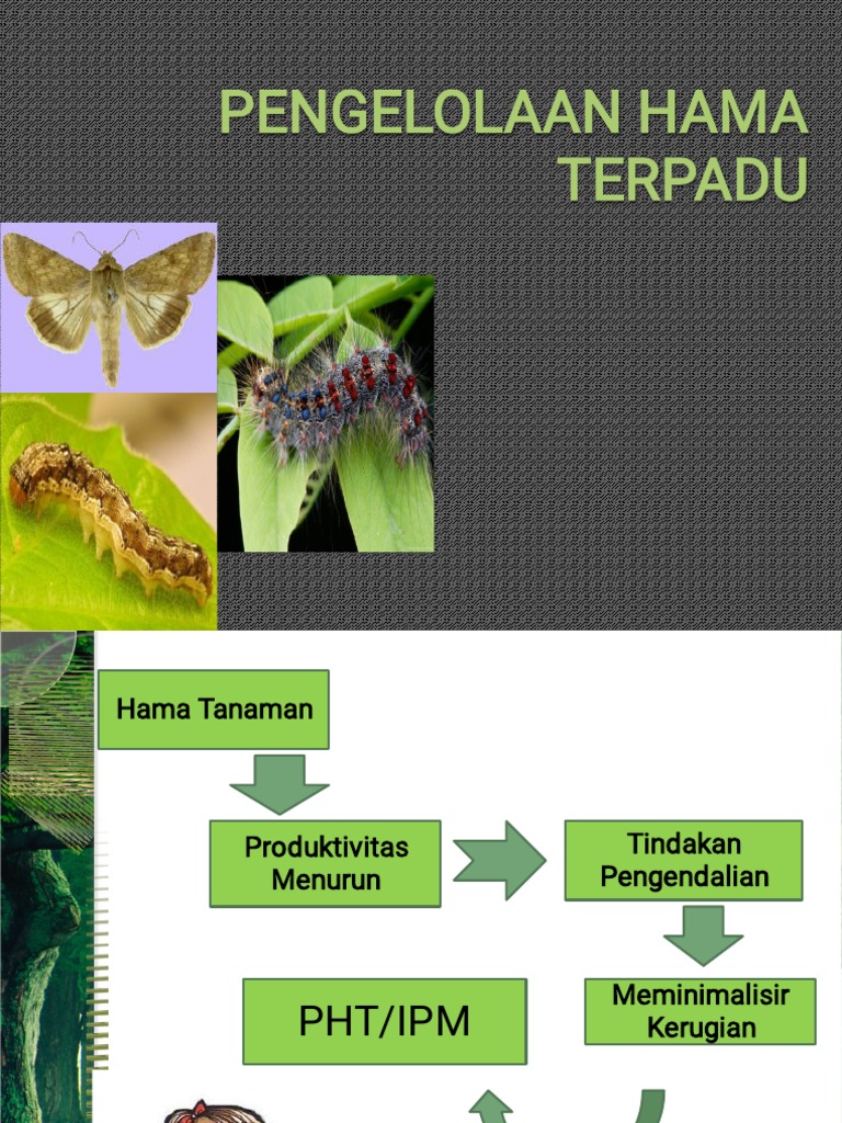 Pengendalian Hama Terpadu | PDF
