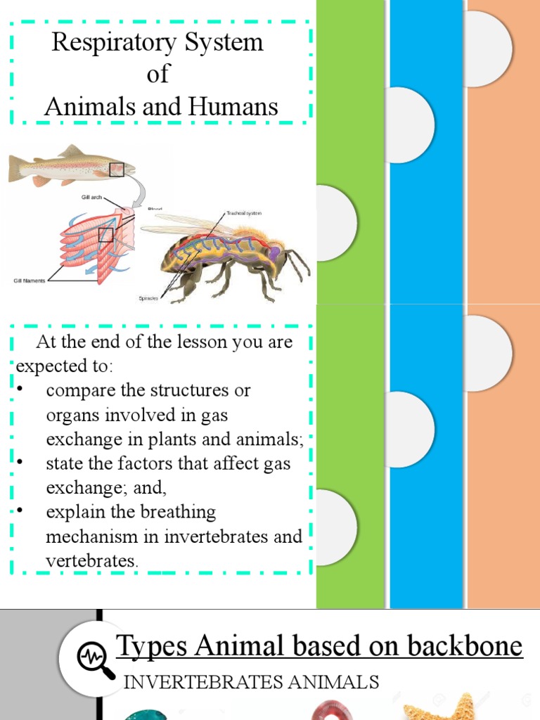 I. Respiratory System of Animals and Mammals | PDF