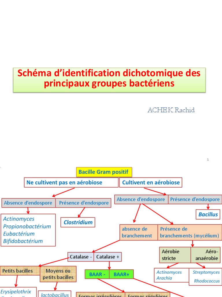 Classification Bactériènne | PDF | Streptocoque | Gram négatif