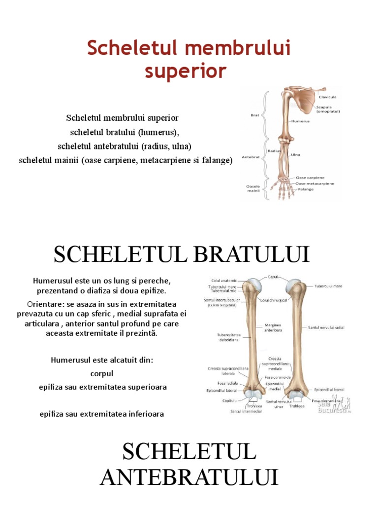 Scheletul Membrului Superior | PDF