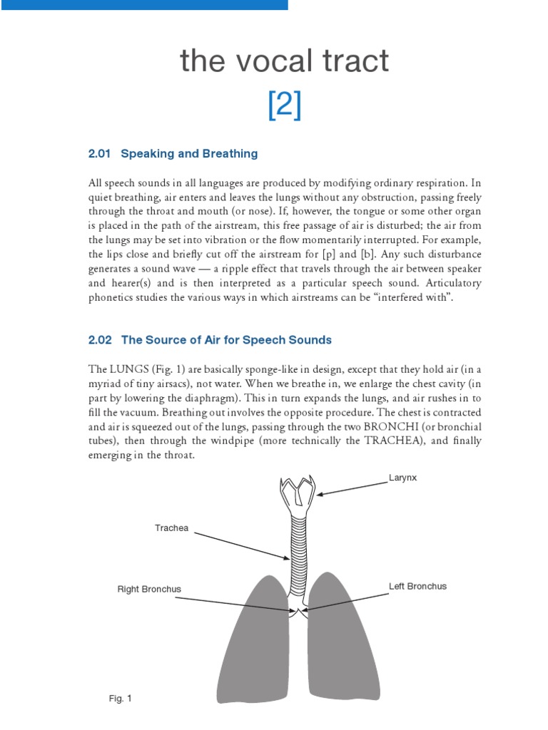 Understanding the Vocal Tract Mechanics | PDF | Foreign Language Studies