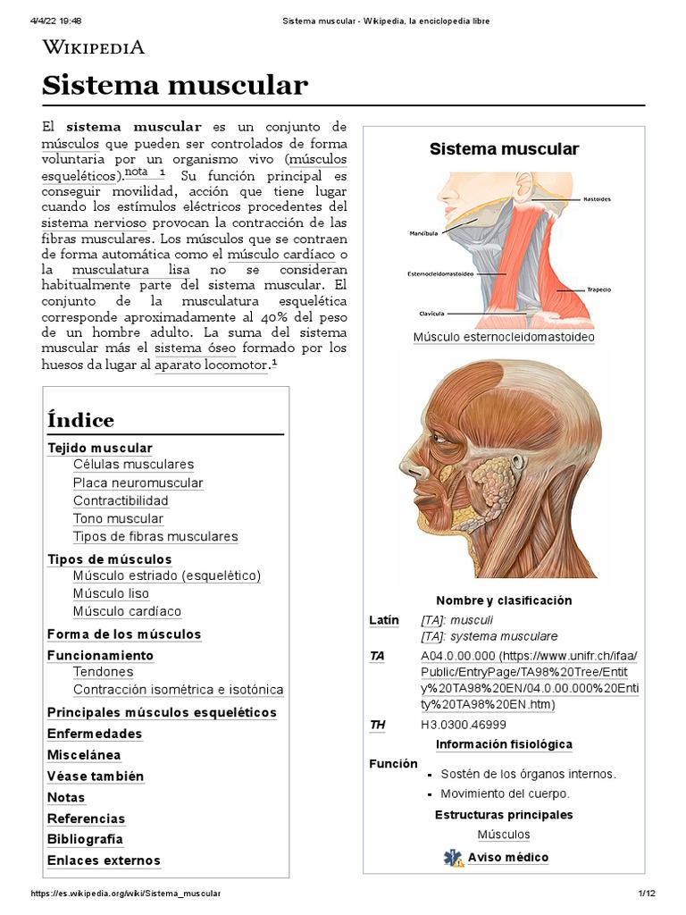 Sistema Muscular - Wikipedia, La Enciclopedia Libre | PDF | Músculo ... Sistema Muscular - Wikipedia, La Enciclopedia Libre | PDF | Músculo ...