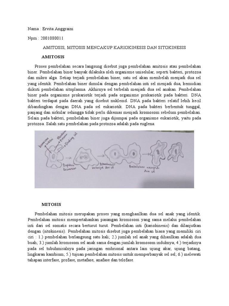 Amitosis dan Mitosis: Proses Pembelahan Sel | PDF