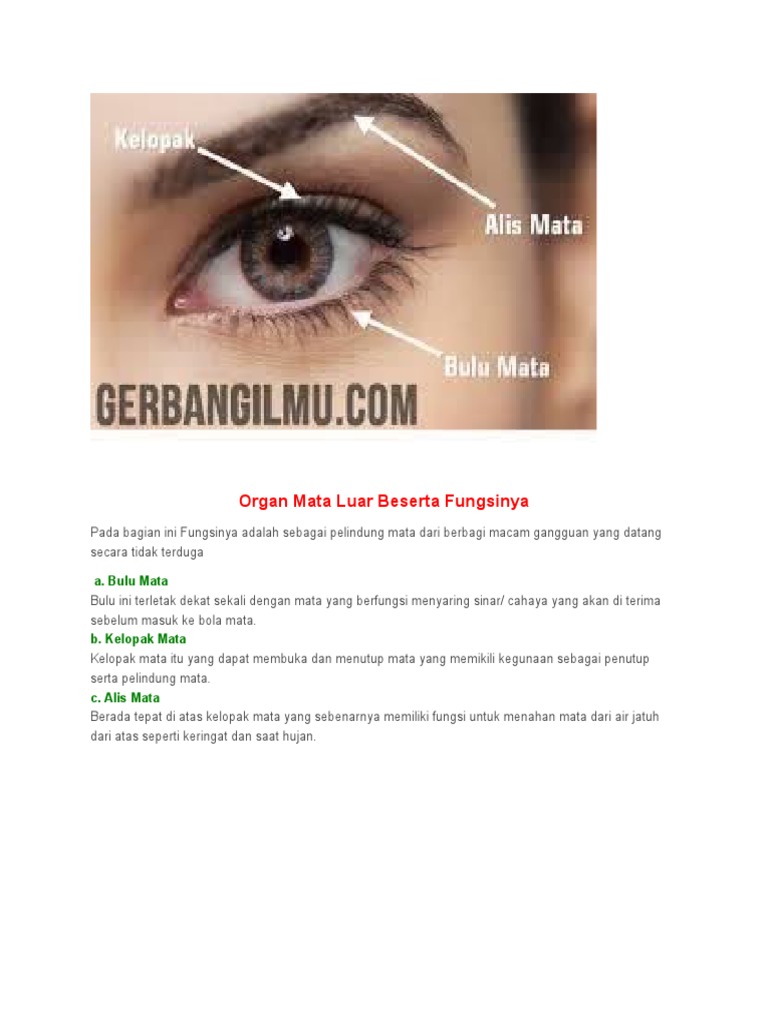 Bagian Mata | PDF