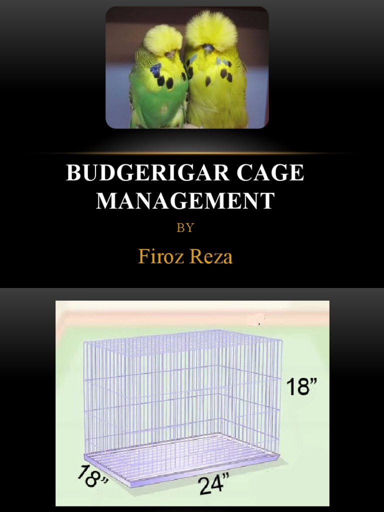 Budgerigar Cage Setup Guide | PDF