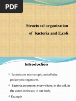 IGCSE Biology Revision - Bacteria | PDF | Bacteria | Cell (Biology)