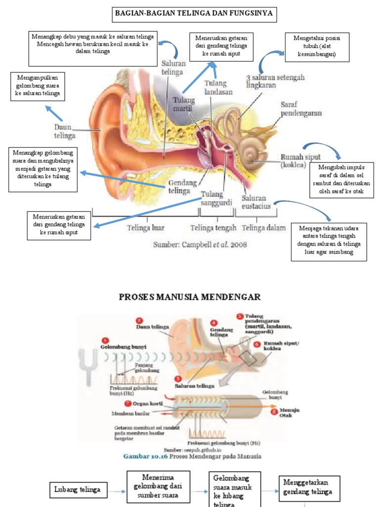 Bagian Dan Fungsi TELINGA | PDF