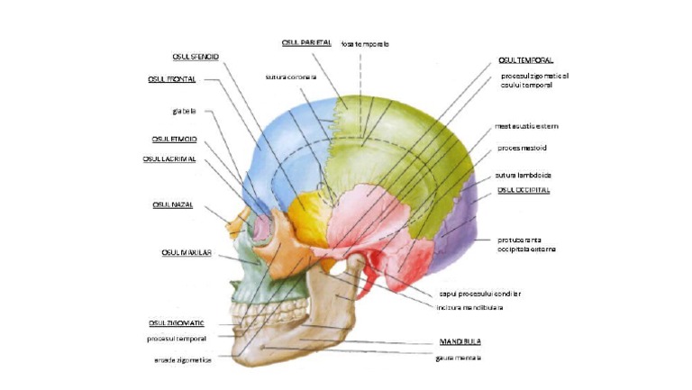 Craniu Vedere Laterala | PDF