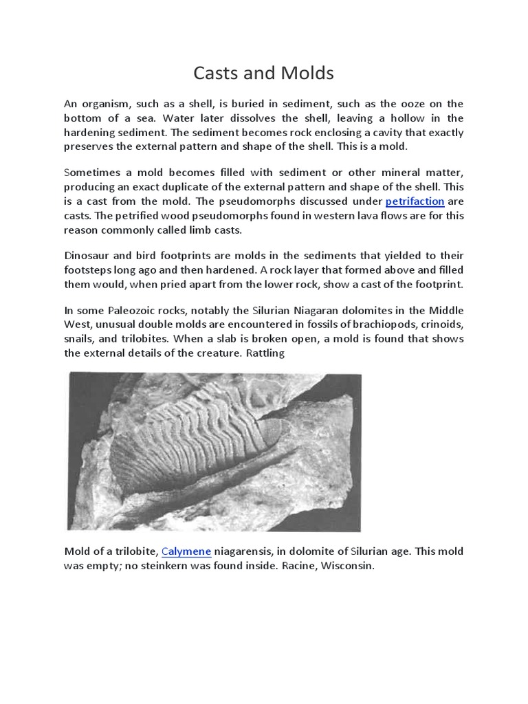 Casts and Molds: Understanding the Processes of Fossilization Through ...