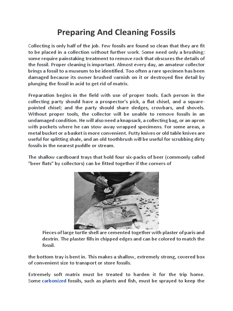 Preparing And Cleaning Fossils Safely | PDF | Fossil | Plaster