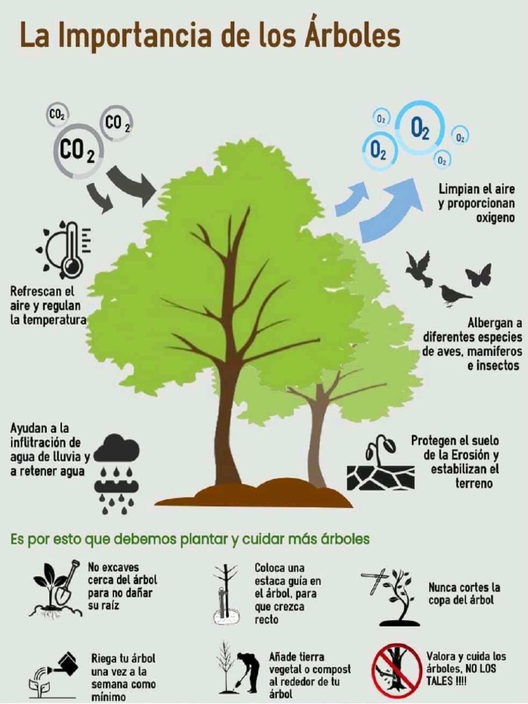 03-04-2022 La Importancia de Los Arboles para El Medio Ambiente | PDF