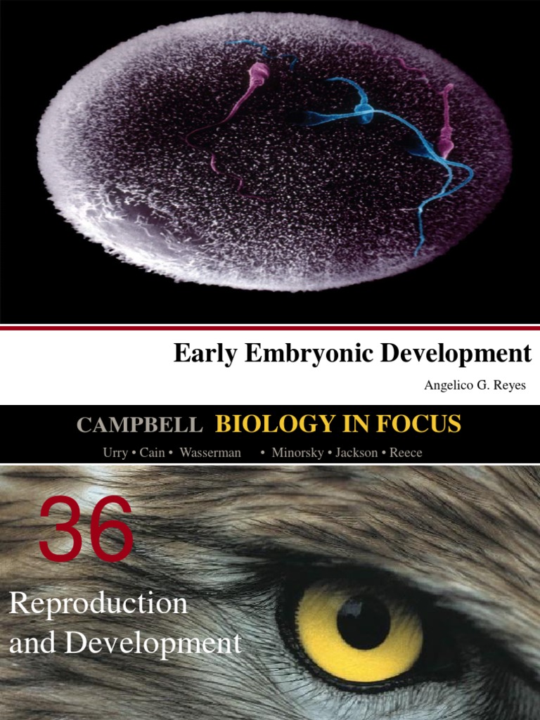 Lecture 3 Early Embryonic Development | PDF | Fertilisation | Organisms