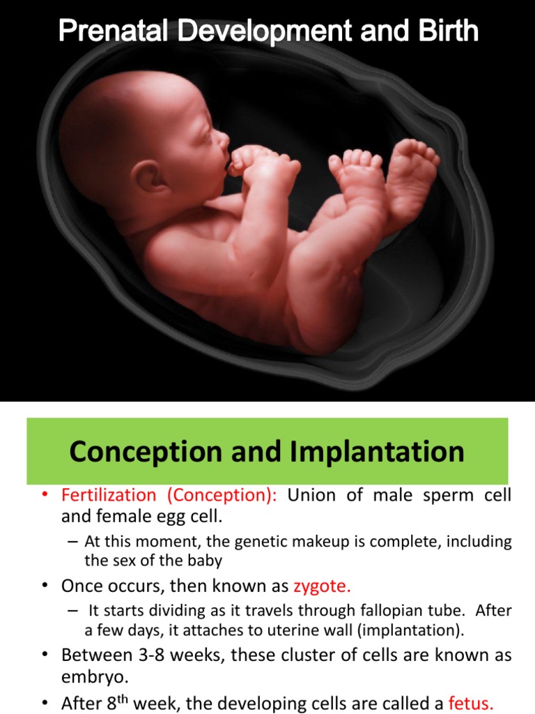 Lecture 6.1 Prenatal Development and Birth | Download Free PDF | Embryo ...