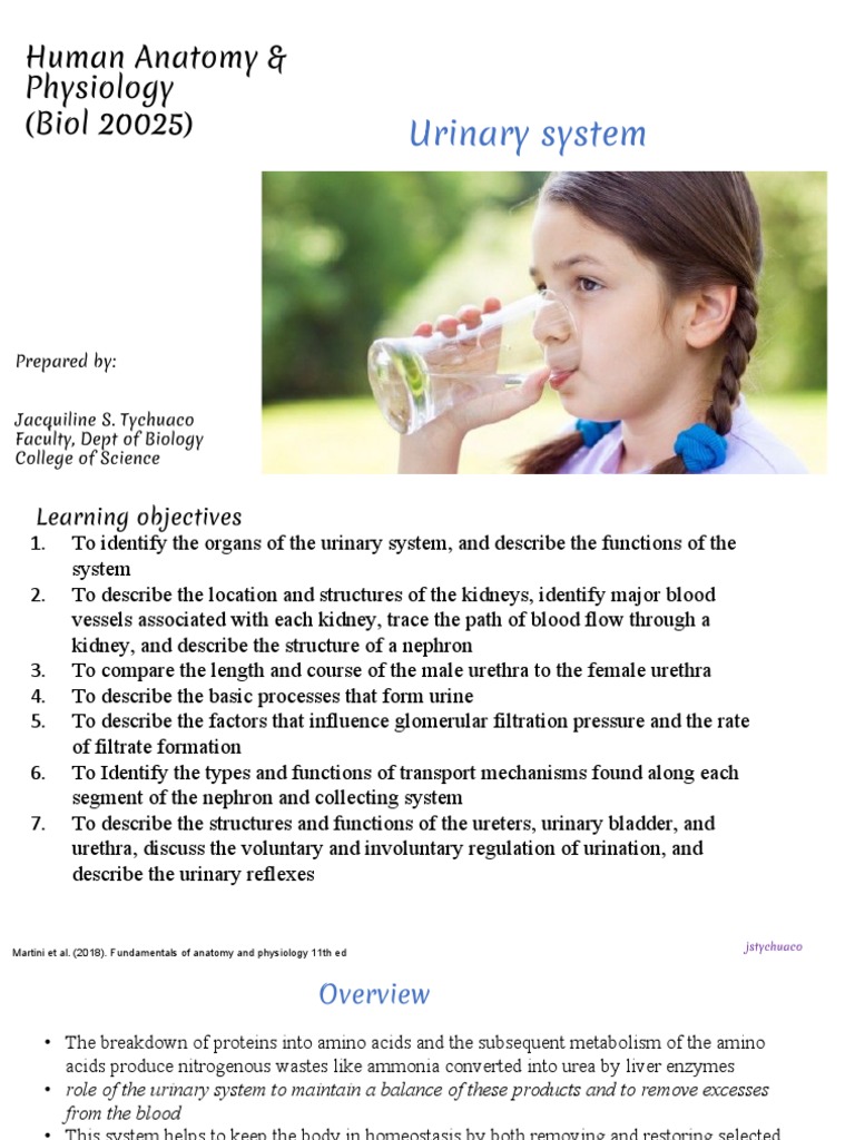 Urinary System: Human Anatomy & Physiology (Biol 20025) | PDF | Kidney ...