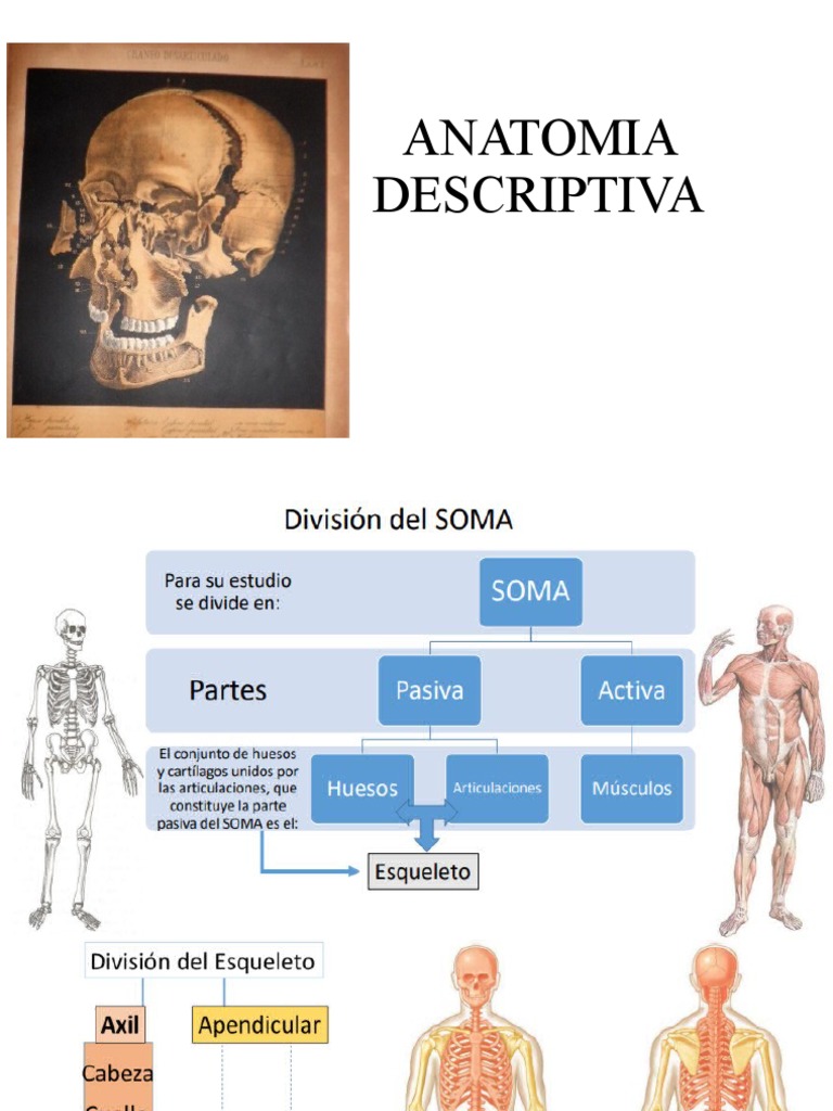 Anatomia Descriptiva Craneo | PDF | Estudios de idiomas extranjeros