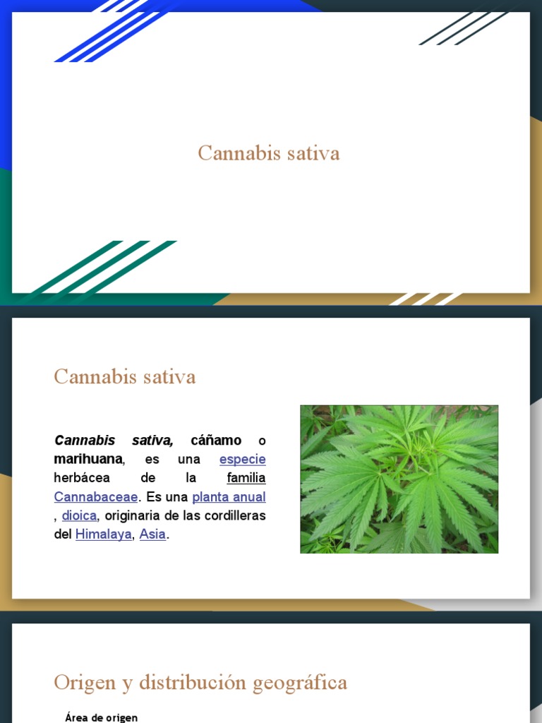 Cannabis sativa | PDF