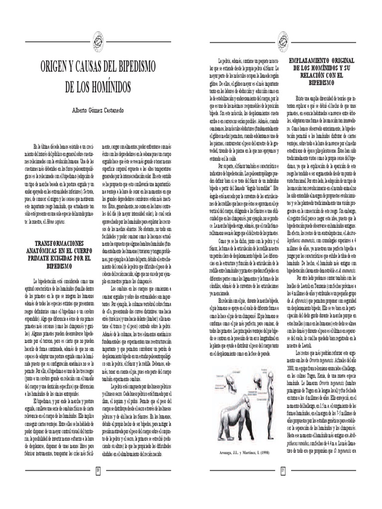 Evolución del Bipedismo Humano | PDF | Bipedalismo | Pie