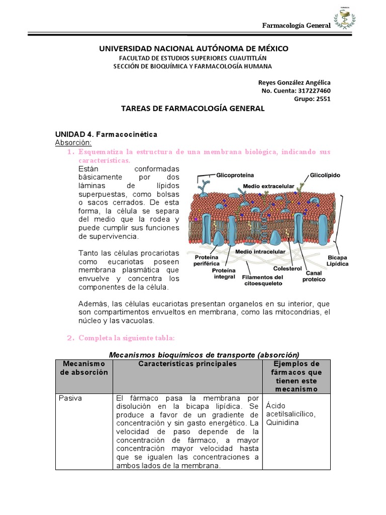 Tarea FG Absorción | PDF | Medicamentos con receta | Bicapa lipídica