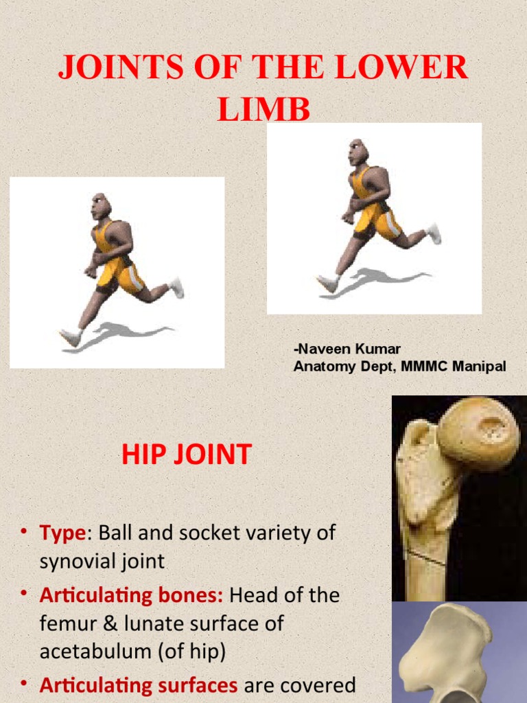 Joints of Lower Limb | PDF | Knee | Hip