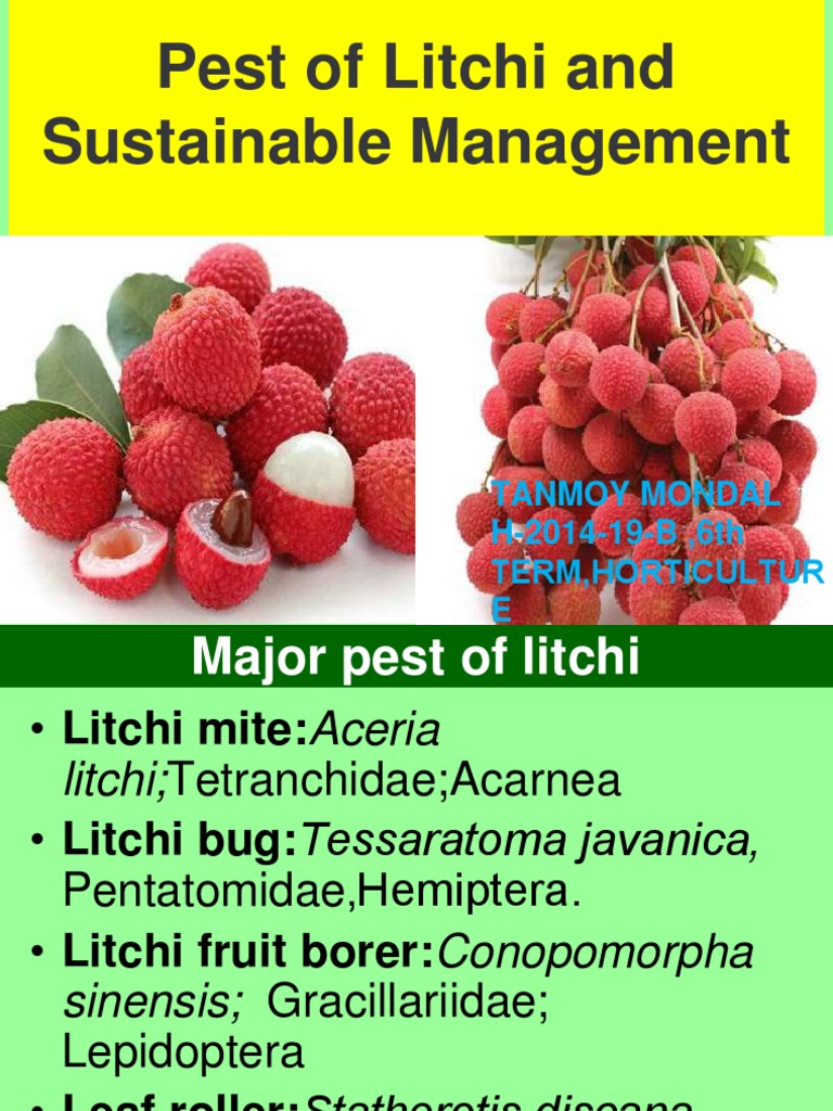 Pest of Litchi | PDF | Pest (Organism) | Insects