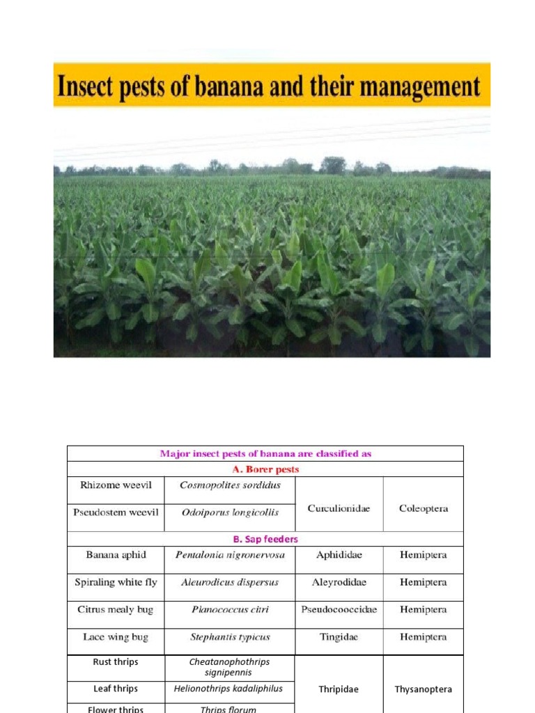 Pests of Banana | PDF | Beetle | Pupa