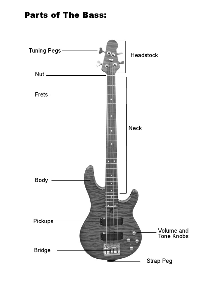 Parts of The Bass:: Tuning Pegs Headstock | PDF | String Instruments ...