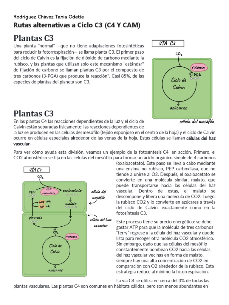 Plantas C3, C4 y CAM: Adaptaciones fotosintéticas a climas | PDF ...