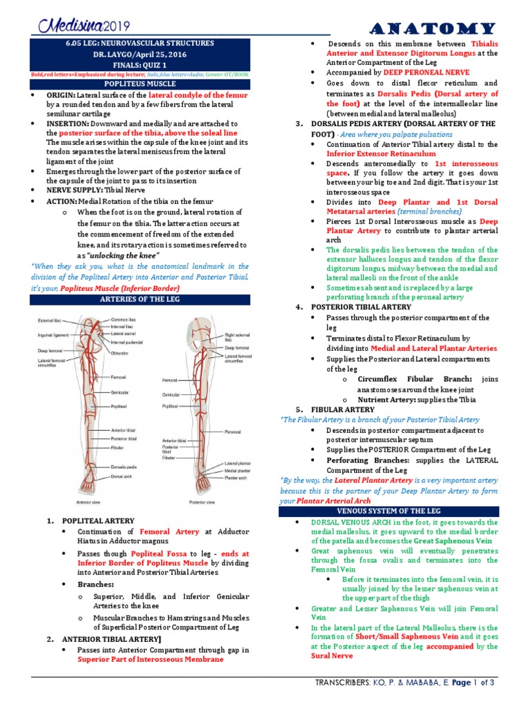Leg Neurovascular Anatomy Overview | PDF | Human Leg | Foot