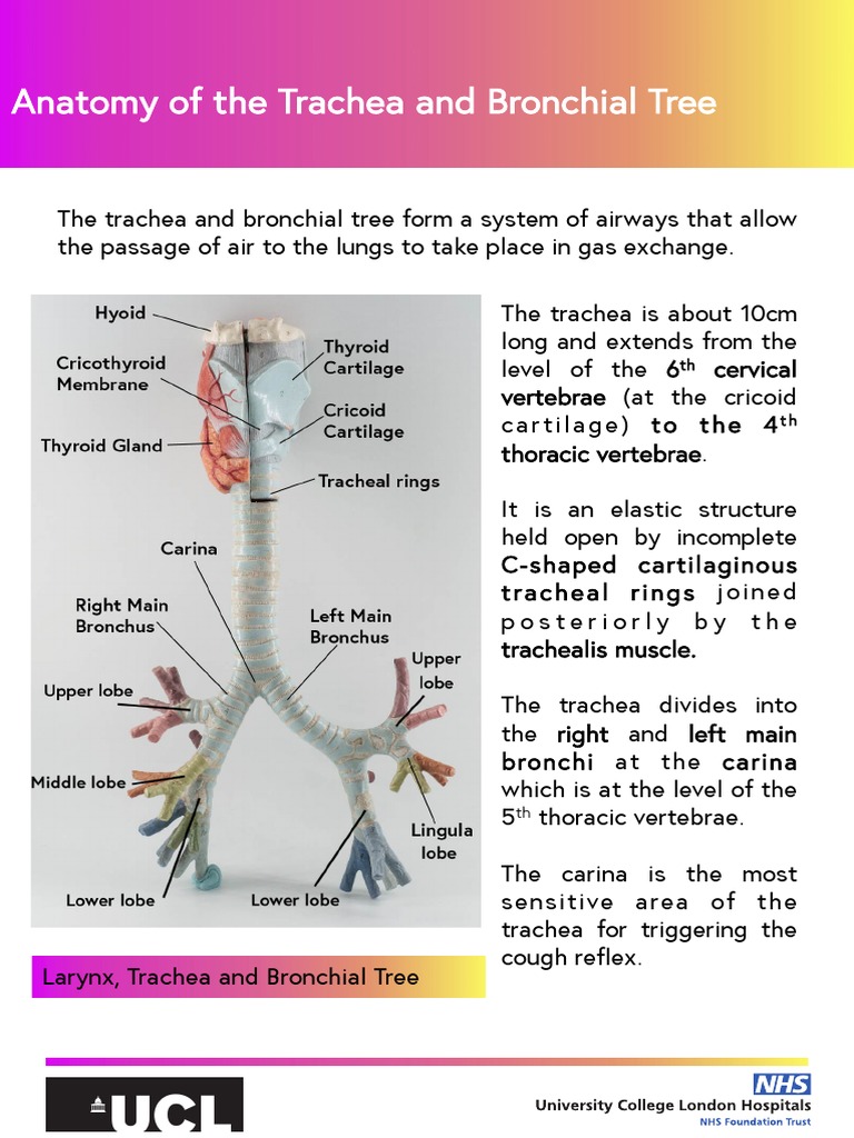 Bronchial Tree Anatomy Labeled