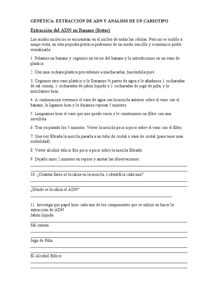 Practicas Extraccion Del Adn Del Banano | PDF | Cromosoma | Cariotipo