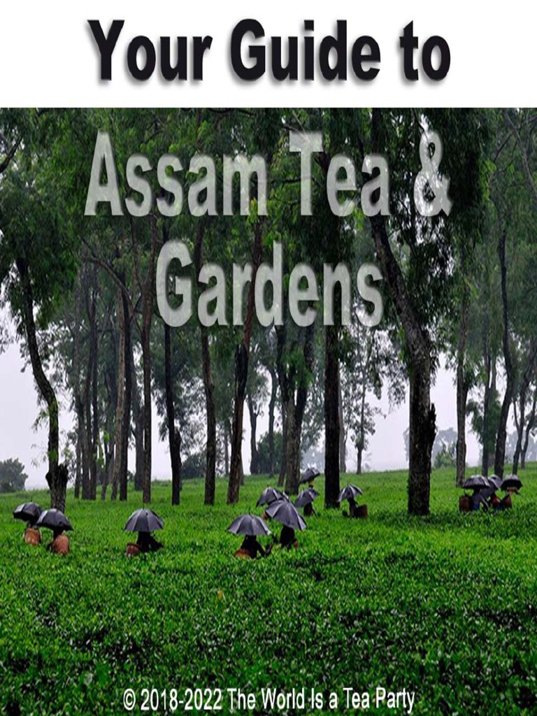 Overview of Assam Tea Estates and History | PDF | Hot Drinks | Leaf